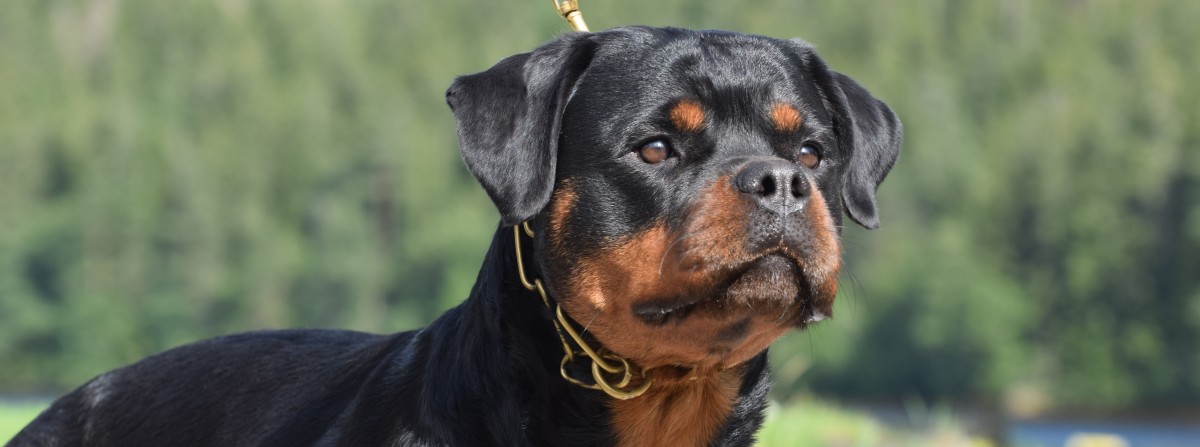 Årsmötesutställningen 2025 - Dog show